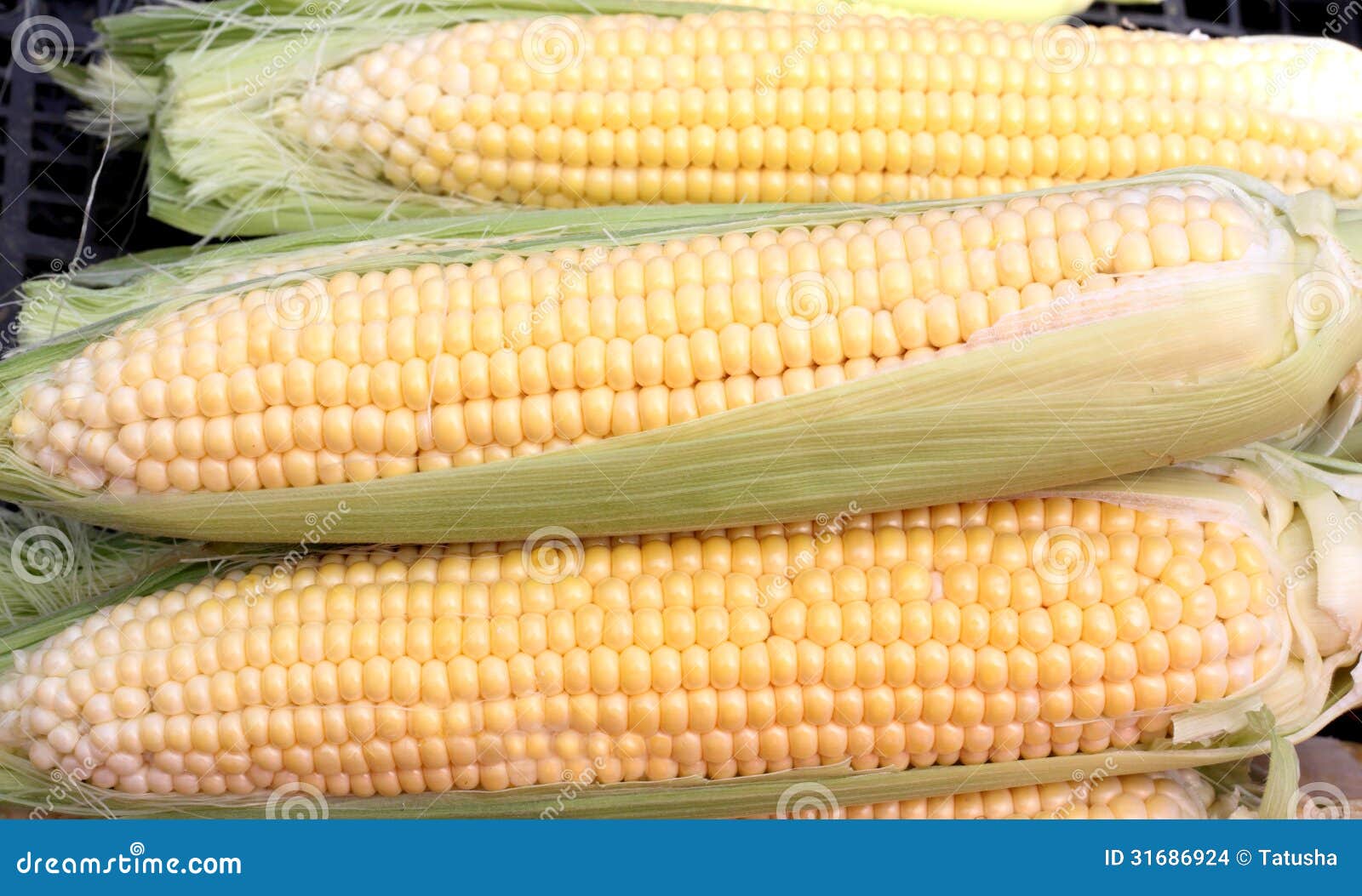 Corn ears. stock photo. Image of plant, culture, ingredient - 31686924
