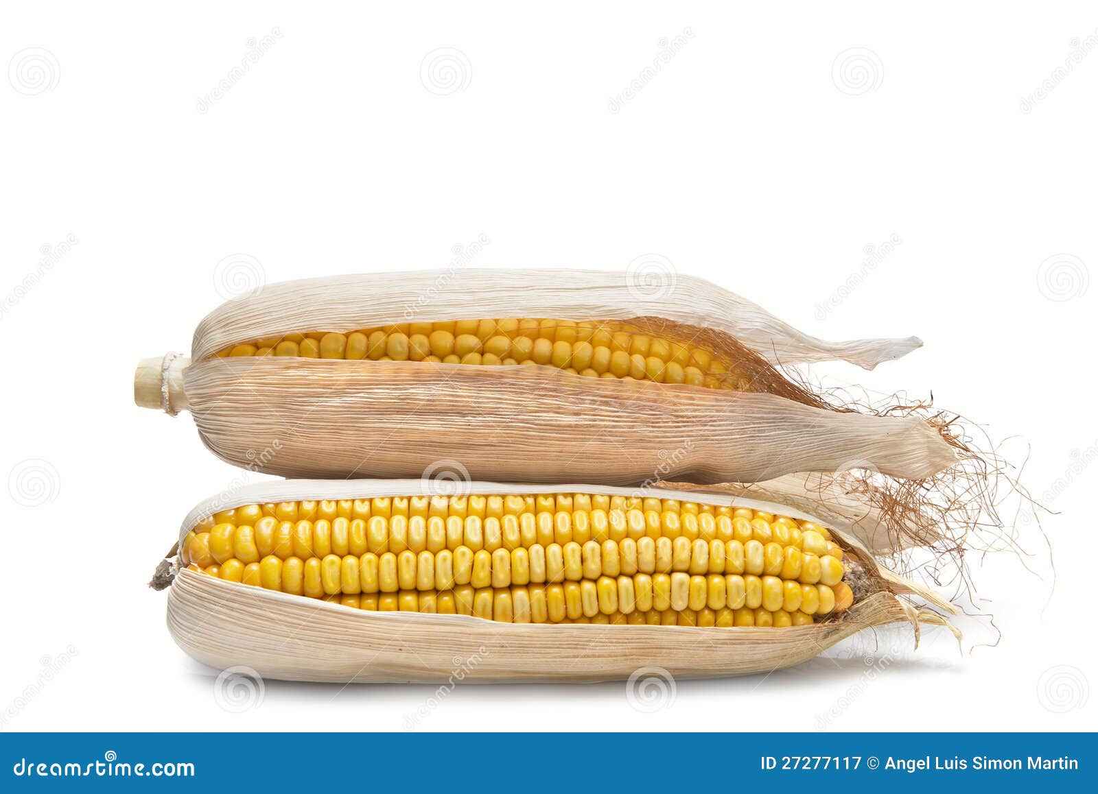 Corn Ears on a White Background Stock Image - Image of livestock ...