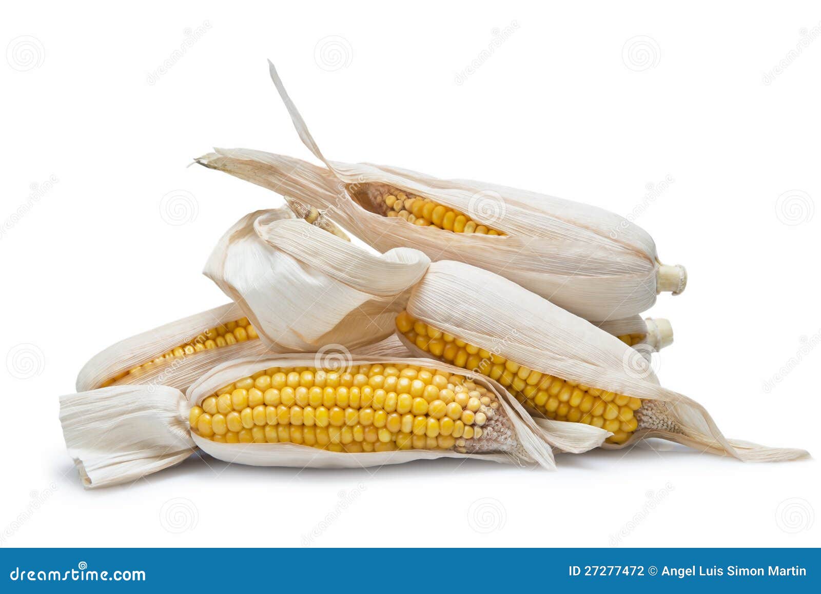 Corn Ears on a White Background Stock Photo - Image of grain, genetic ...