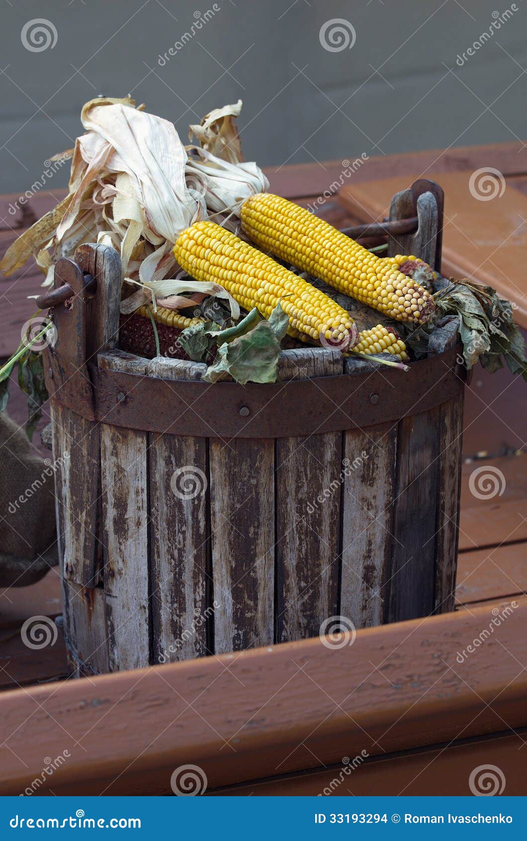 Corn ears in wooden bucket stock photo. Image of equipment - 33193294