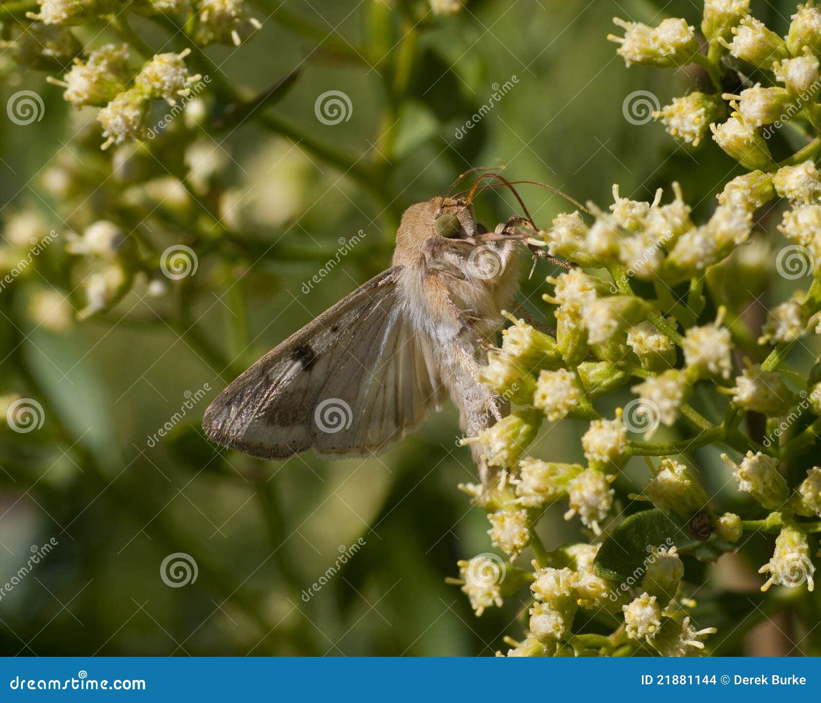 Corn-earworm Moth stock photo. Image of wildlife, helicoverpa - 21881144