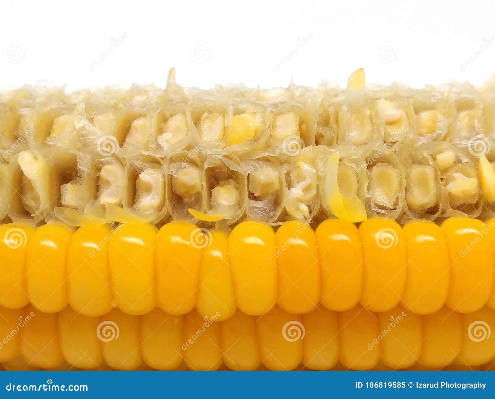 The Corn is Eaten in Half with a White Stock Image - Image of land ...