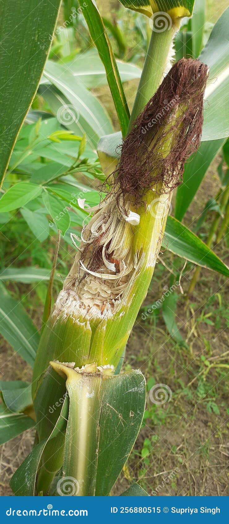 Corn Eaten by Parrots in the Fields Stock Image - Image of fields, corn ...