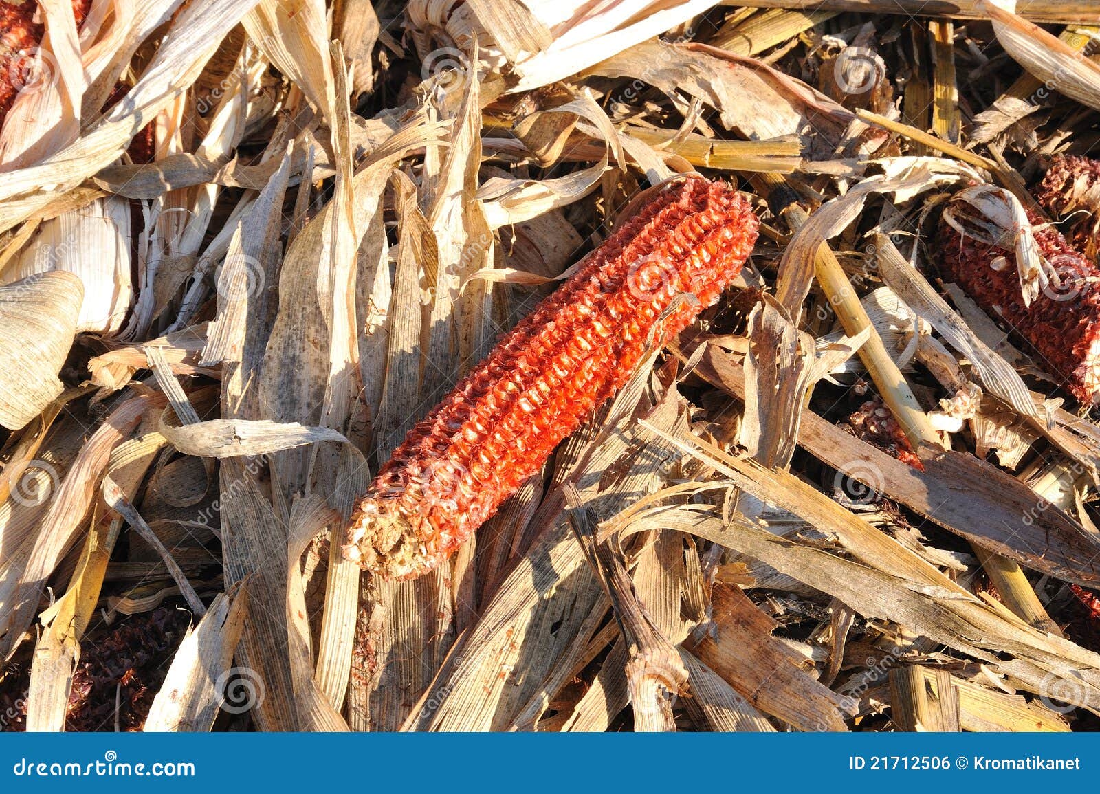 Corn fall after harvest stock photo. Image of work, rural - 21712506