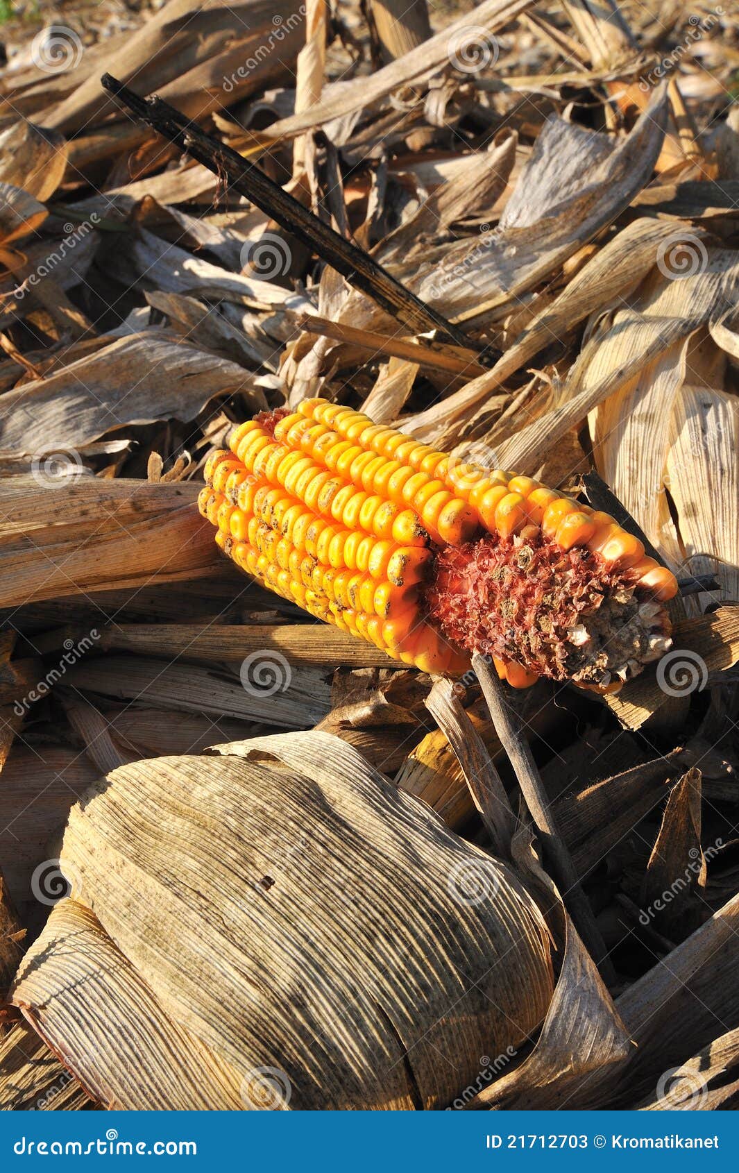 Corn fall after harvest stock image. Image of crop, work - 21712703