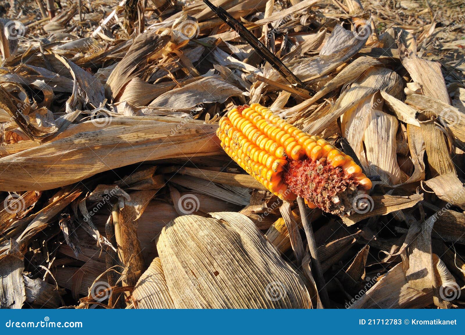 Corn fall after harvest stock image. Image of crop, field - 21712783