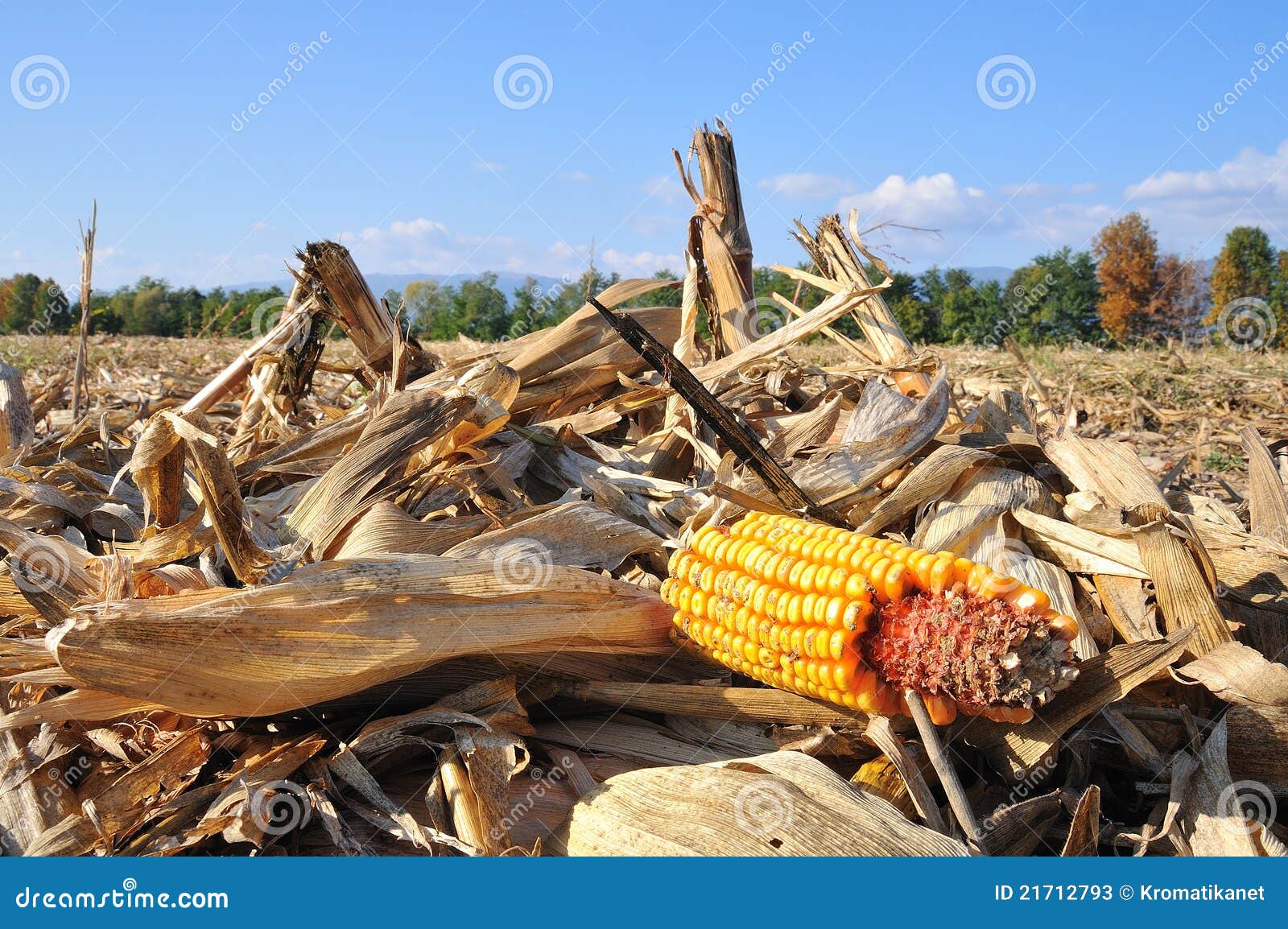 Corn fall after harvest stock image. Image of farm, field - 21712793
