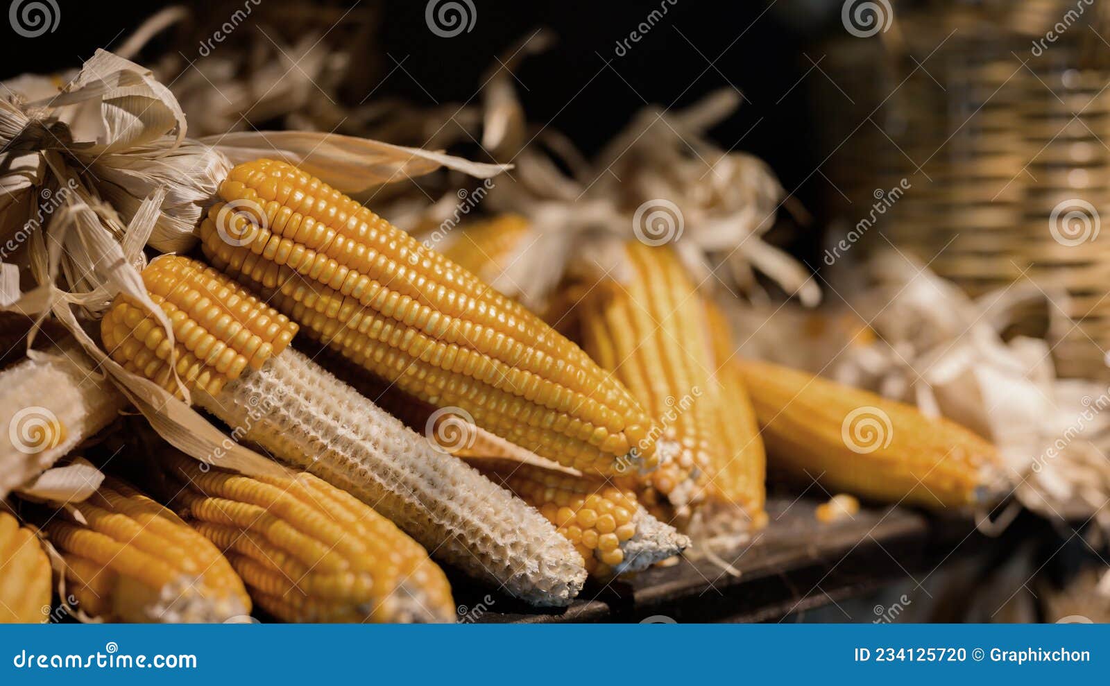 Corn in Fall Harvest and Autumn Season Stock Photo - Image of fall ...