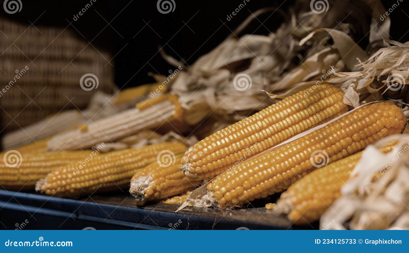 Corn in Fall Harvest and Autumn Season Stock Image - Image of nature ...