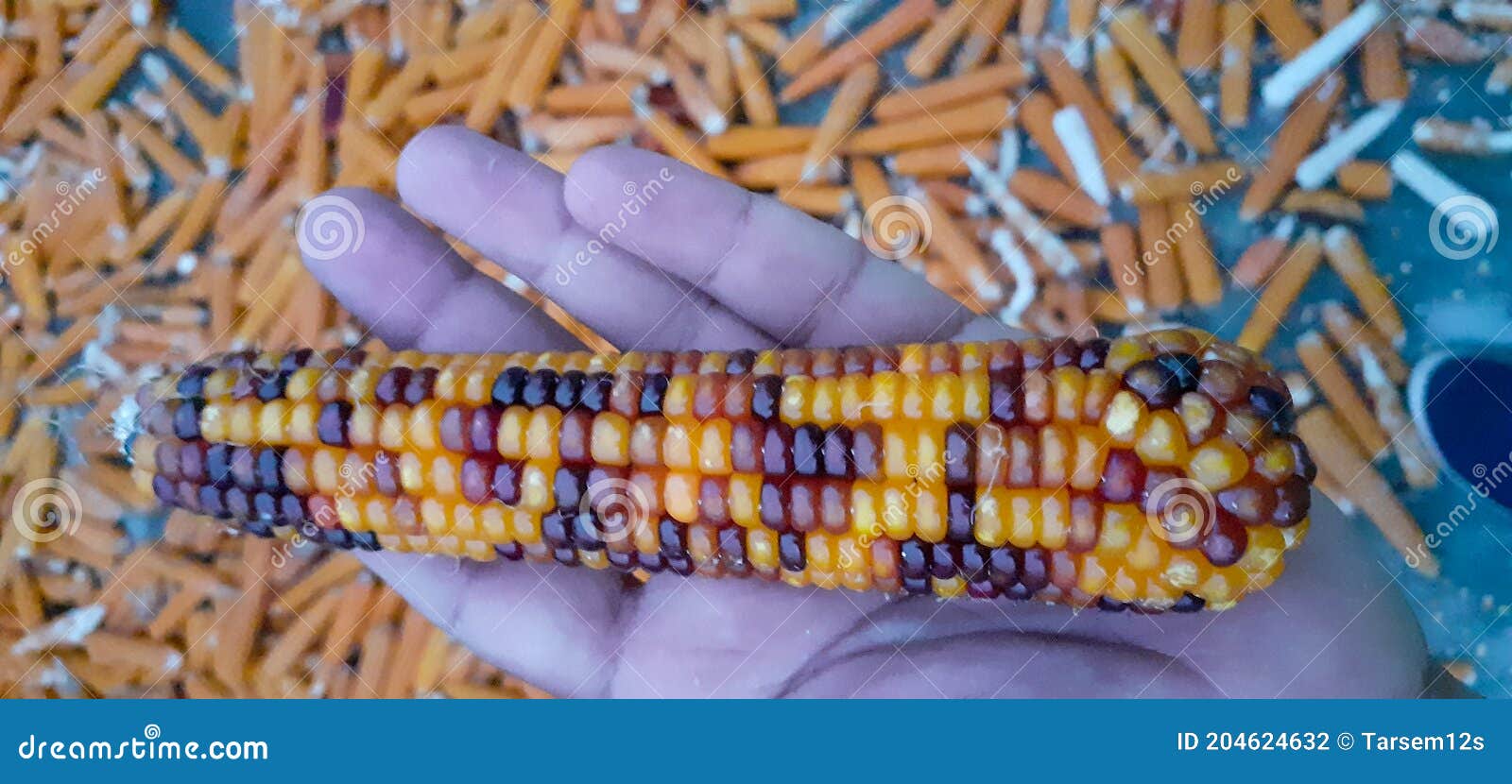 Corn Falling on the Ground and Corn Held in the Left Hand Stock Photo ...