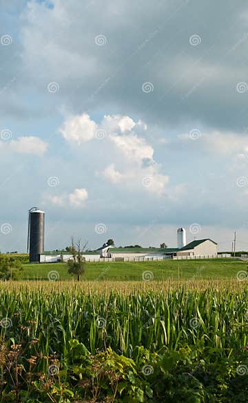 Corn Farm stock photo. Image of farmland, tassel, grow - 15125462