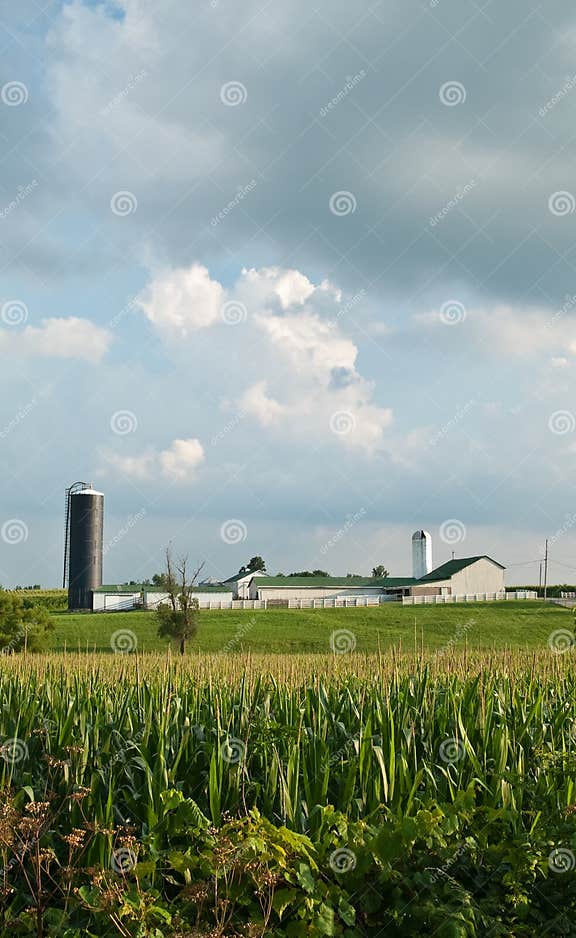 Corn Farm stock photo. Image of farmland, tassel, grow - 15125462