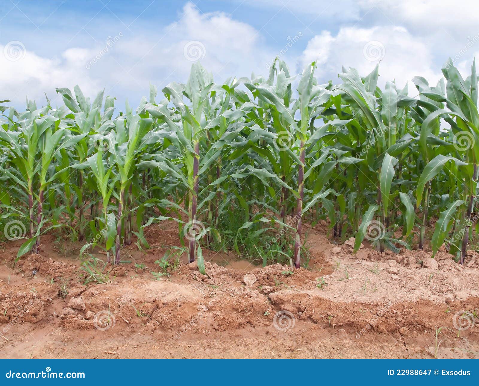 Corn farm stock image. Image of growth, farming, healthy - 22988647