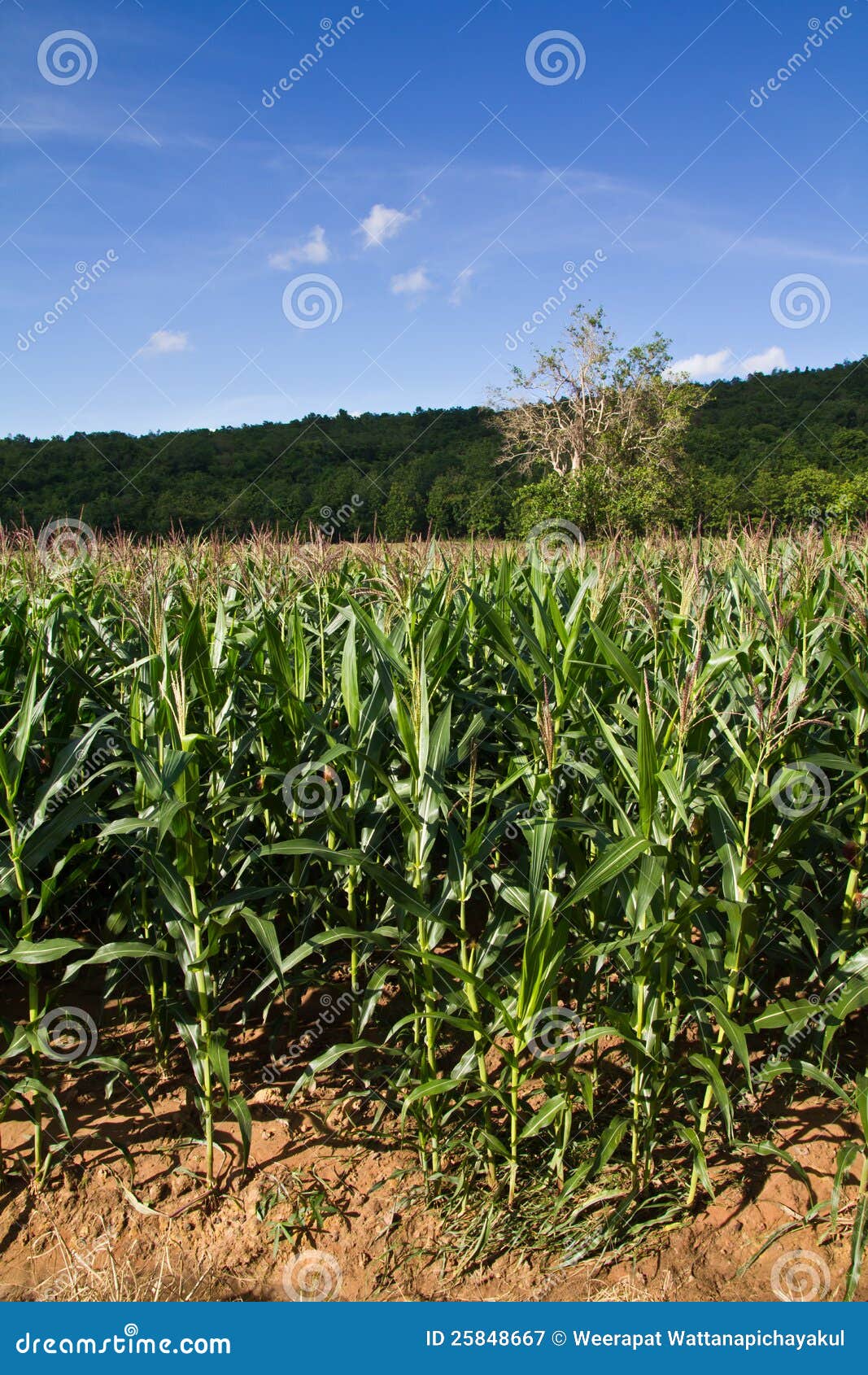 Corn farm stock image. Image of nature, thailand, corn - 25848667
