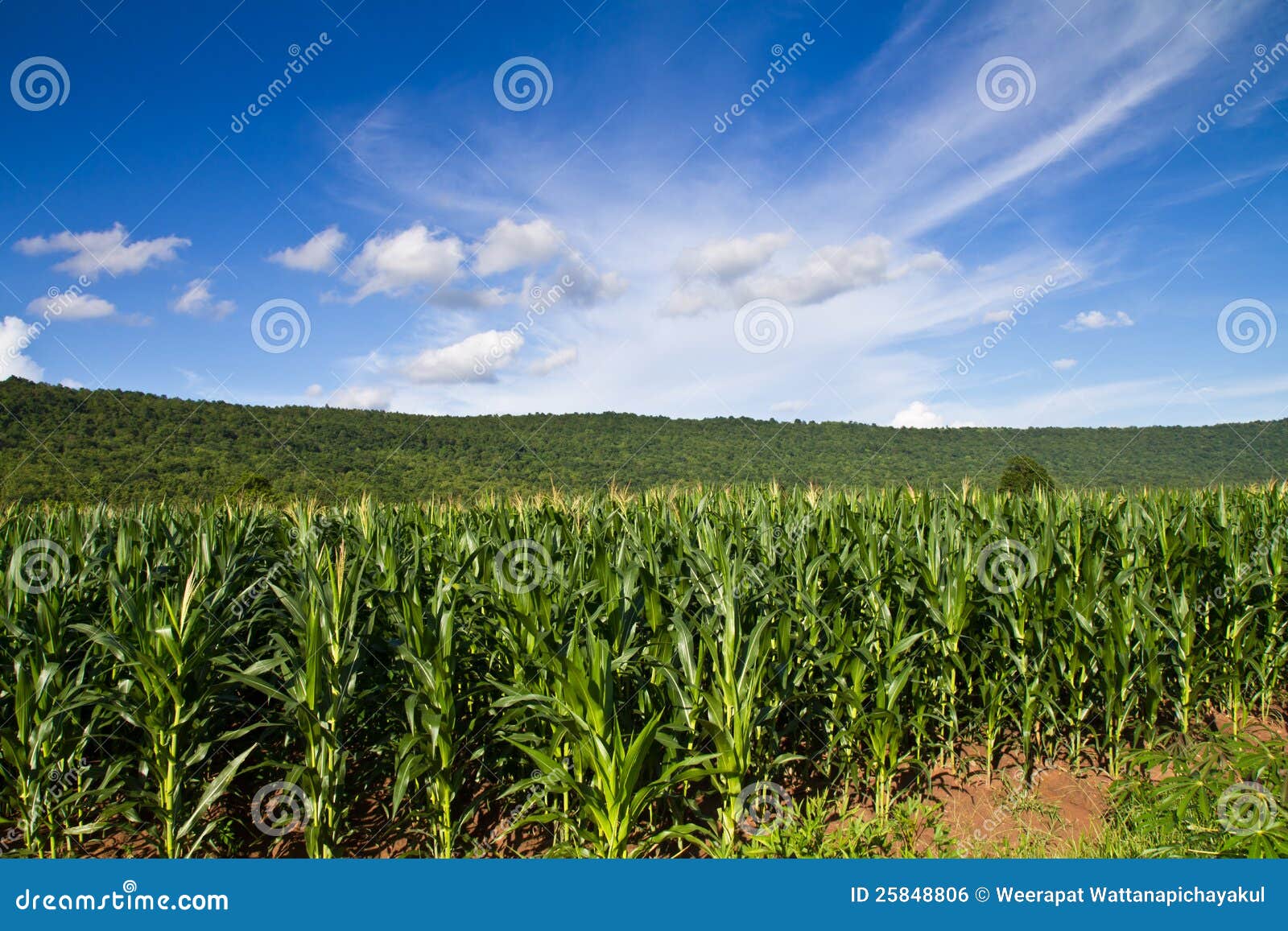 Corn farm stock photo. Image of outdoor, agriculture - 25848806
