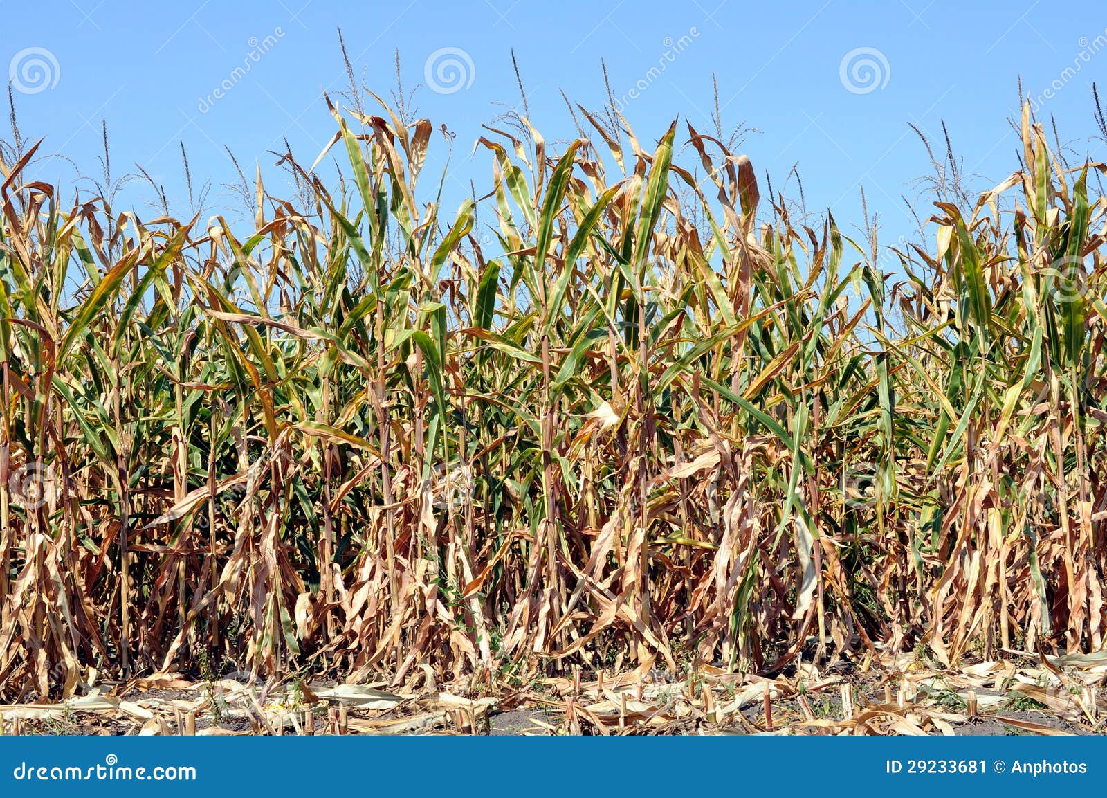 Corn farm stock image. Image of bright, closeup, background - 29233681