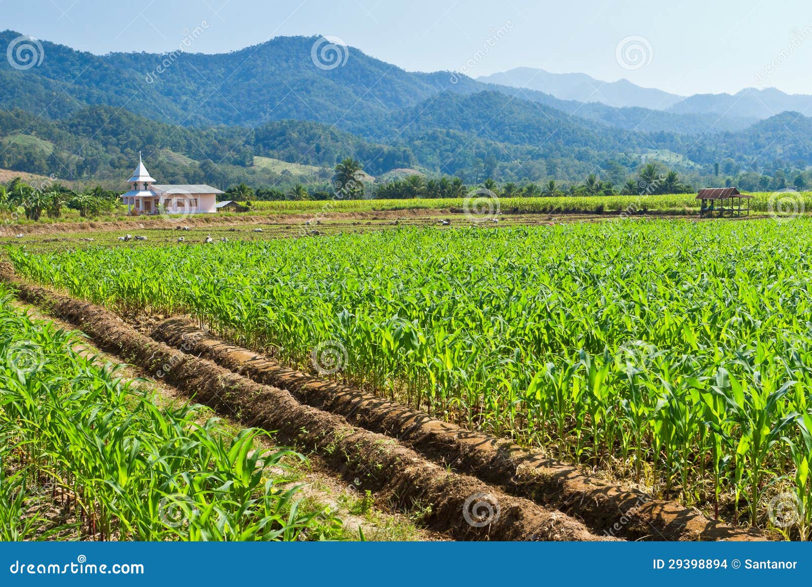Corn farm stock photo. Image of environment, rural, growth - 29398894