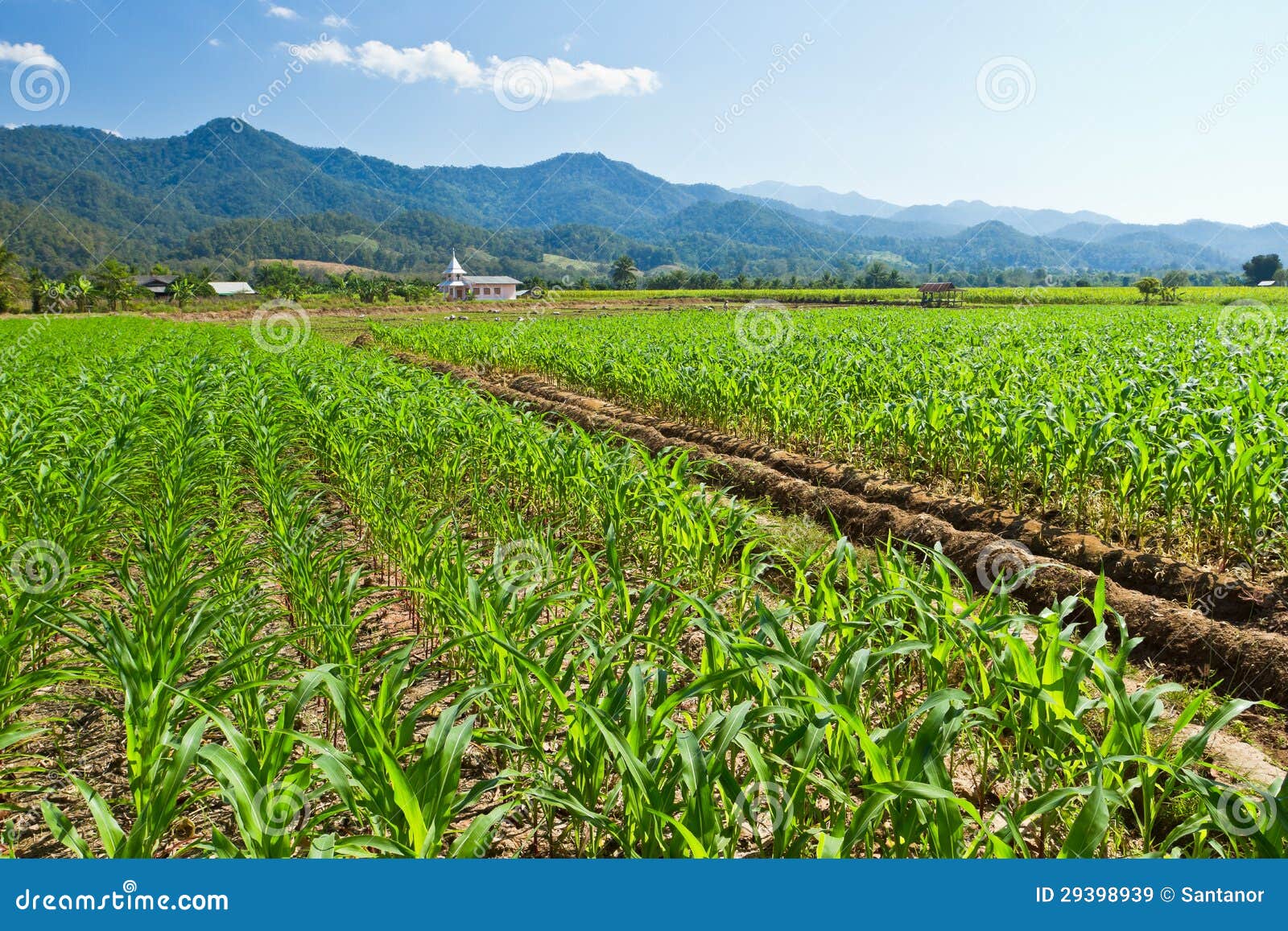 Corn farm stock image. Image of cultivated, mountain - 29398939