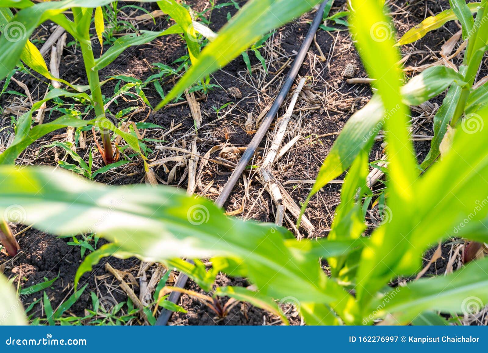 Corn Farm with Dipping Water System. DIY Automatic Watering System for ...