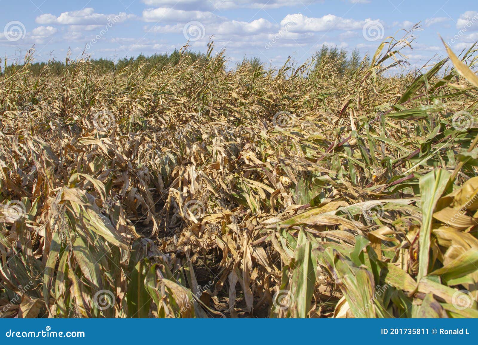 Corn Farm after Harvest in Fall Stock Image - Image of flowers, diced ...