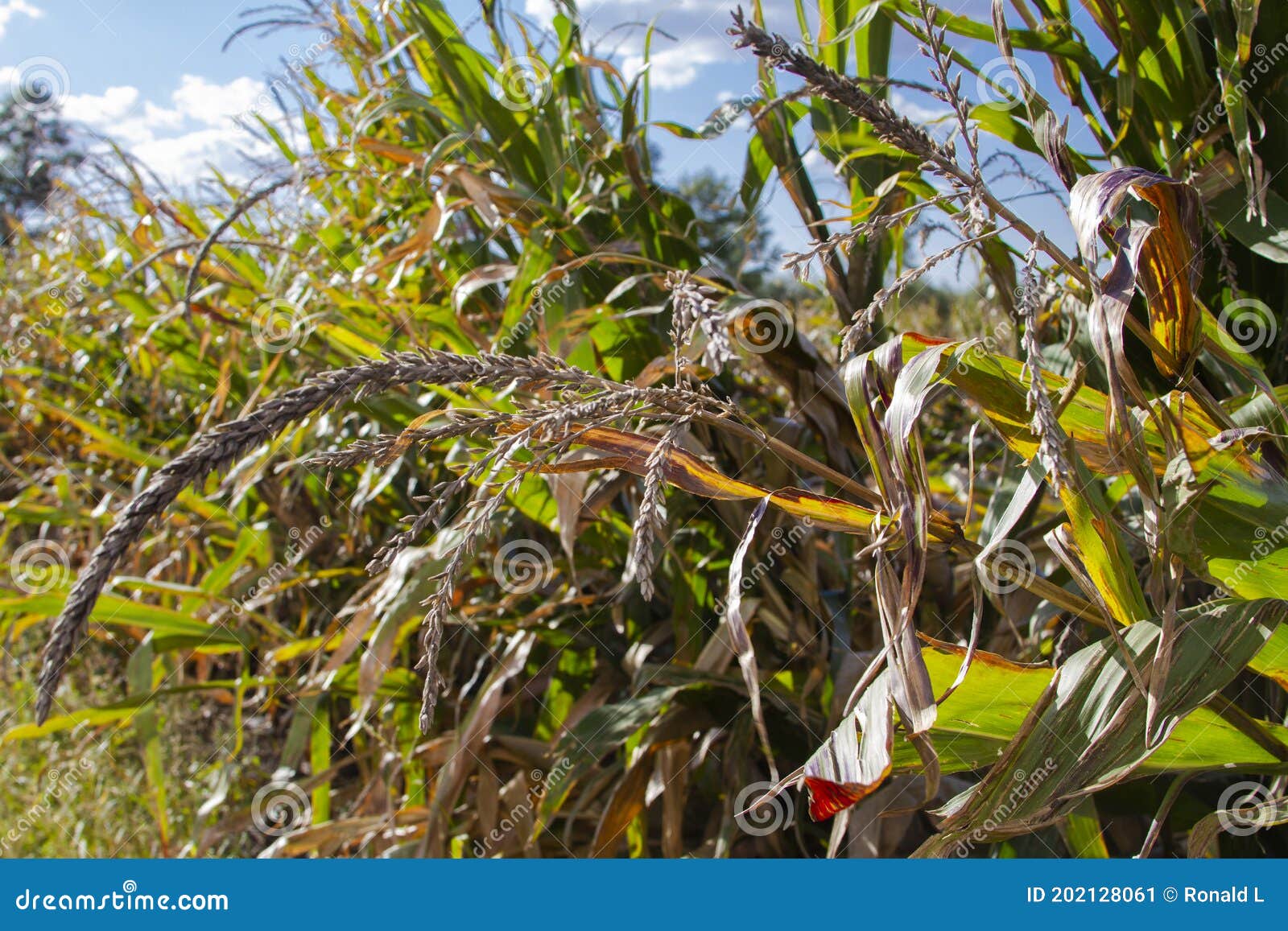 Corn Farm after Harvest in Fall Stock Image - Image of forest, fall ...