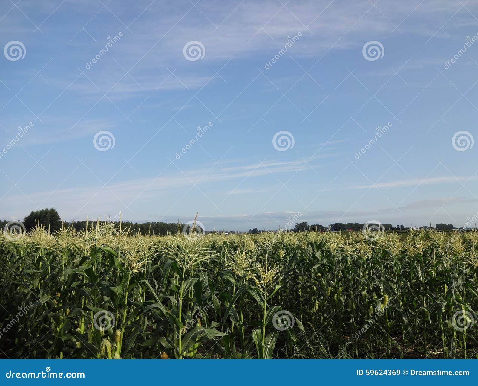 Corn farm at Japan,Tokachi stock image. Image of farm - 59624369