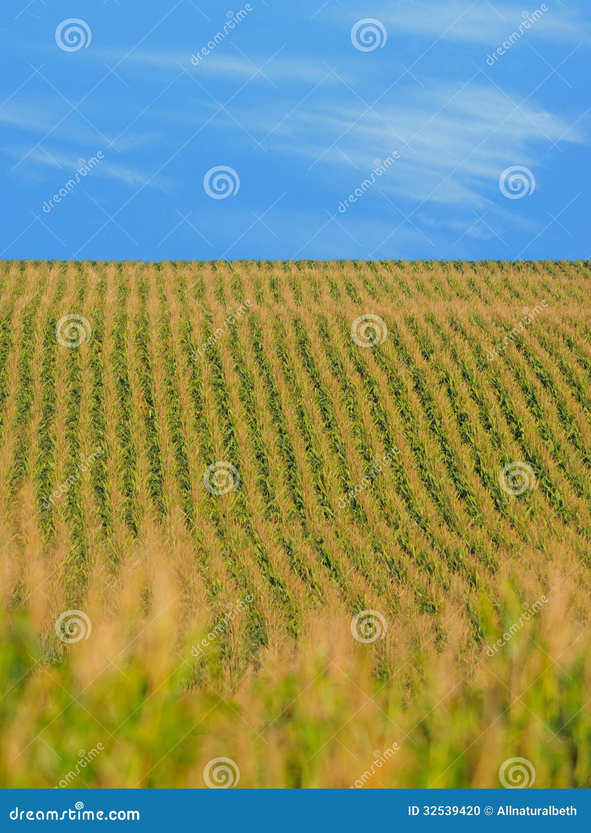 Corn on a Farm in the Midwest Stock Photo - Image of field, cornfield ...