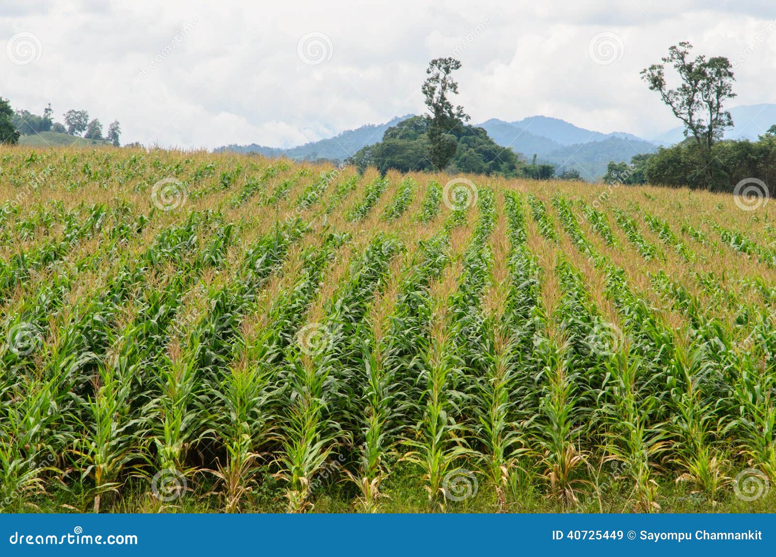 Corn farm stock image. Image of corn, thailand, copy - 40725449