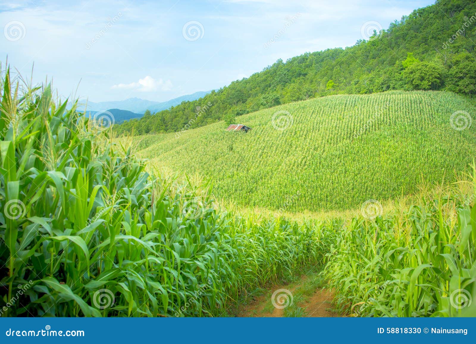 Corn Farm stock photo. Image of rural, scenic, leaf, hill - 58818330