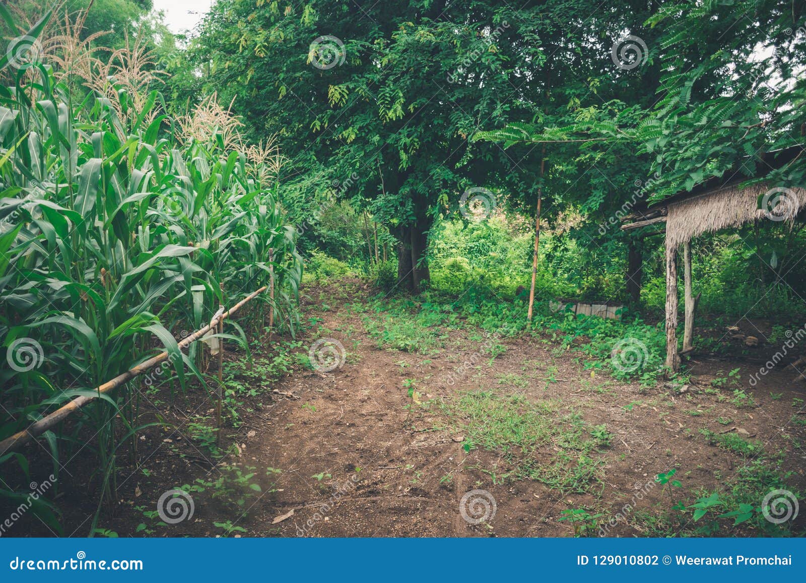 Corn Farm and Old Wooden House Stock Photo - Image of environment ...