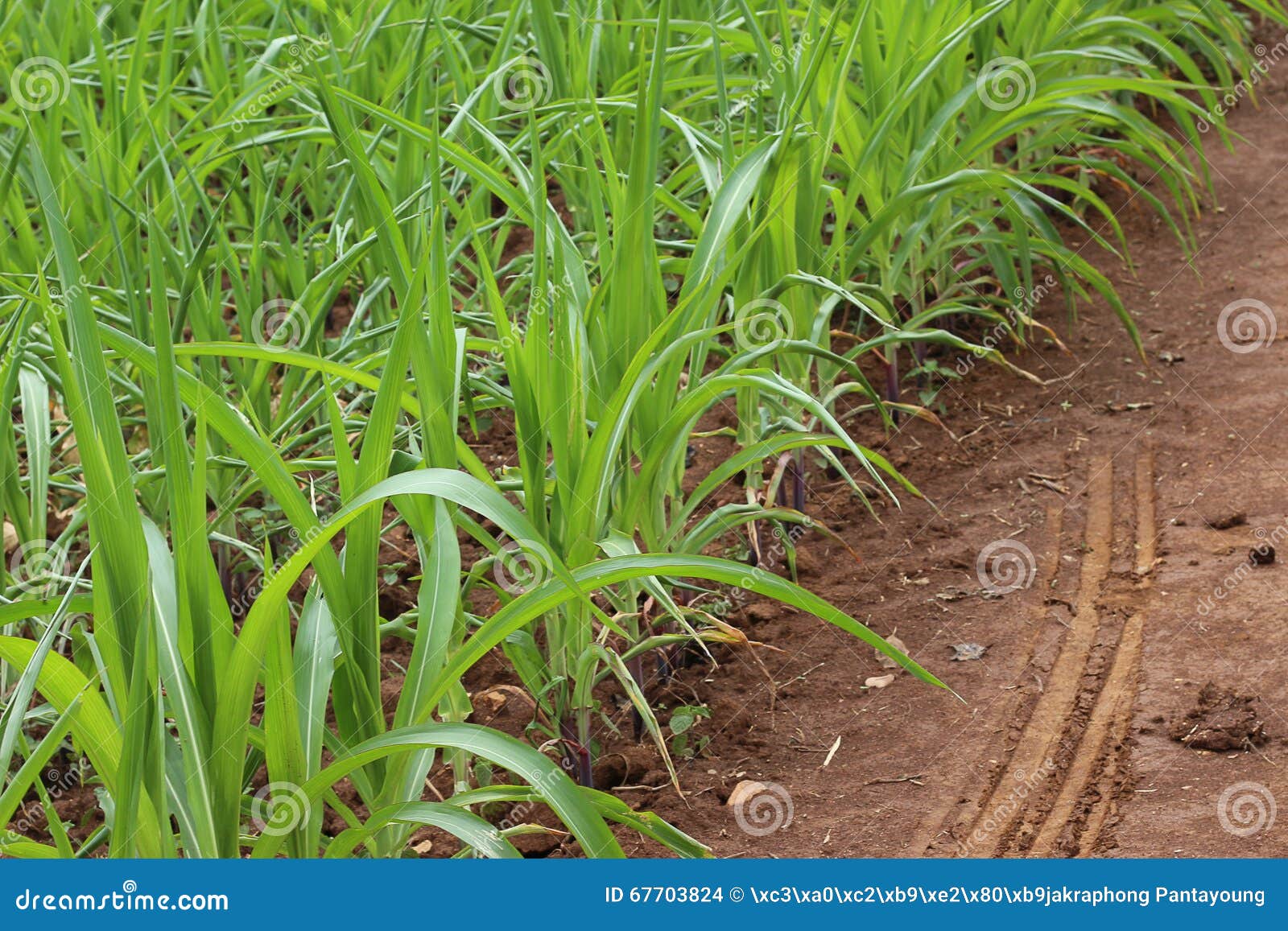 Corn Farm stock photo. Image of planting, agriculture - 67703824