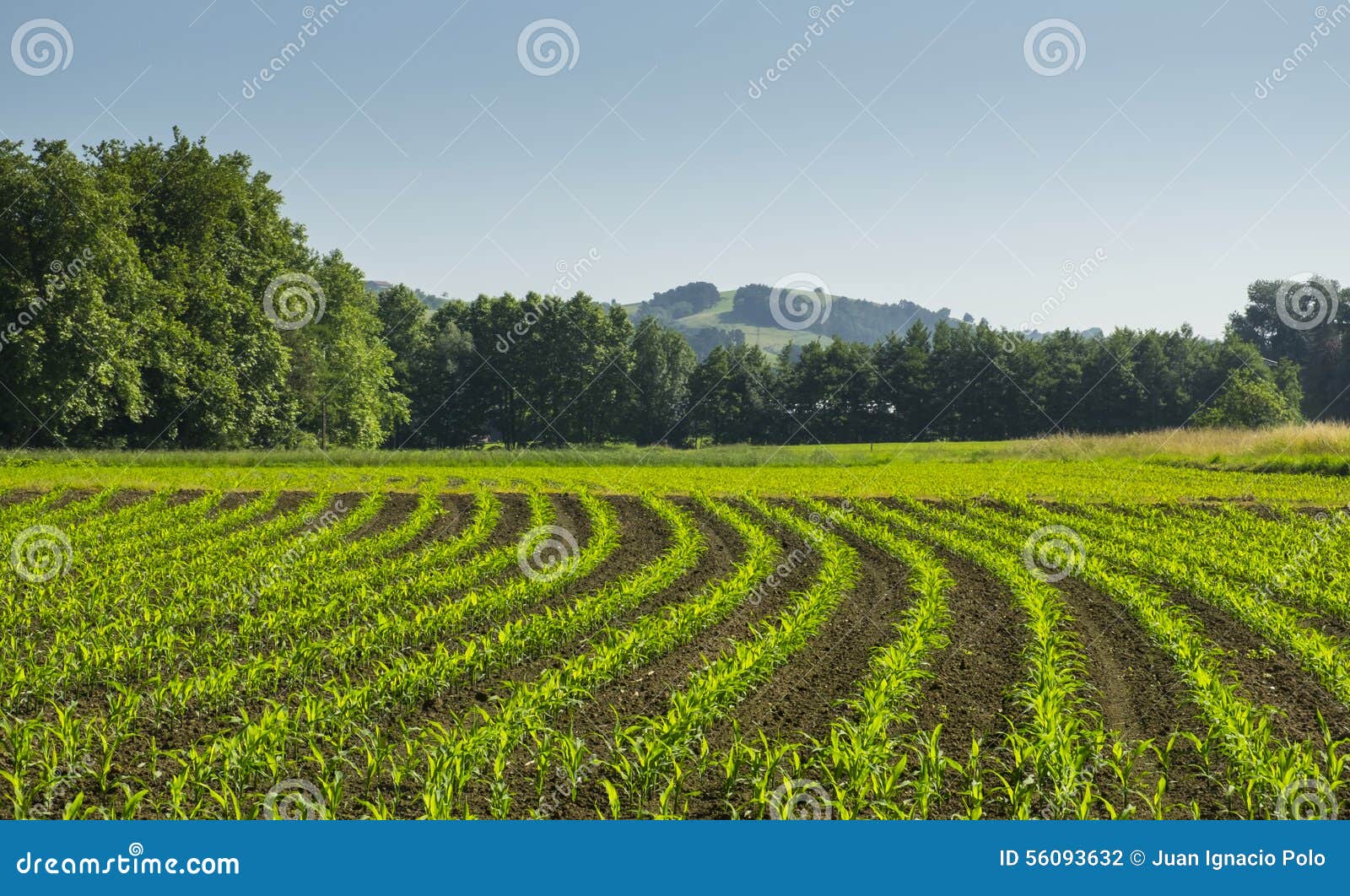 Corn farm production stock photo. Image of natural, agriculture - 56093632