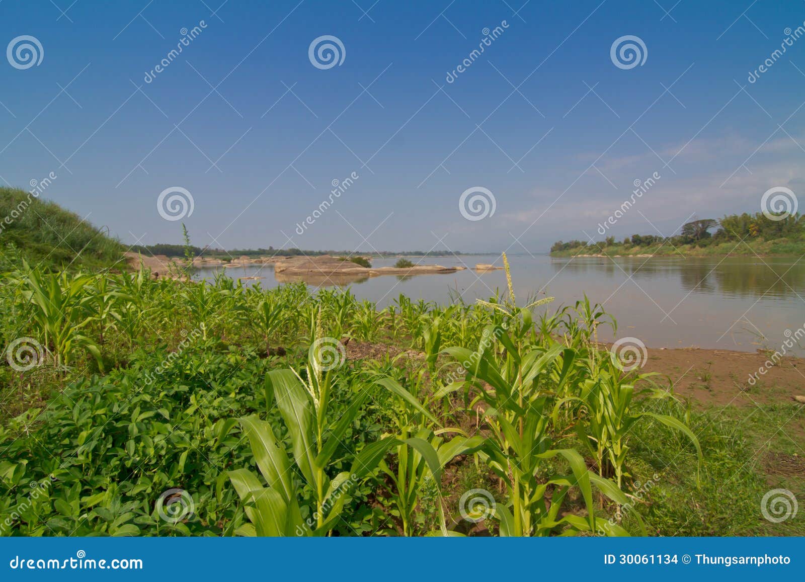 Corn Farm at Mekong Riverside Stock Photo - Image of atmosphere, monkey ...