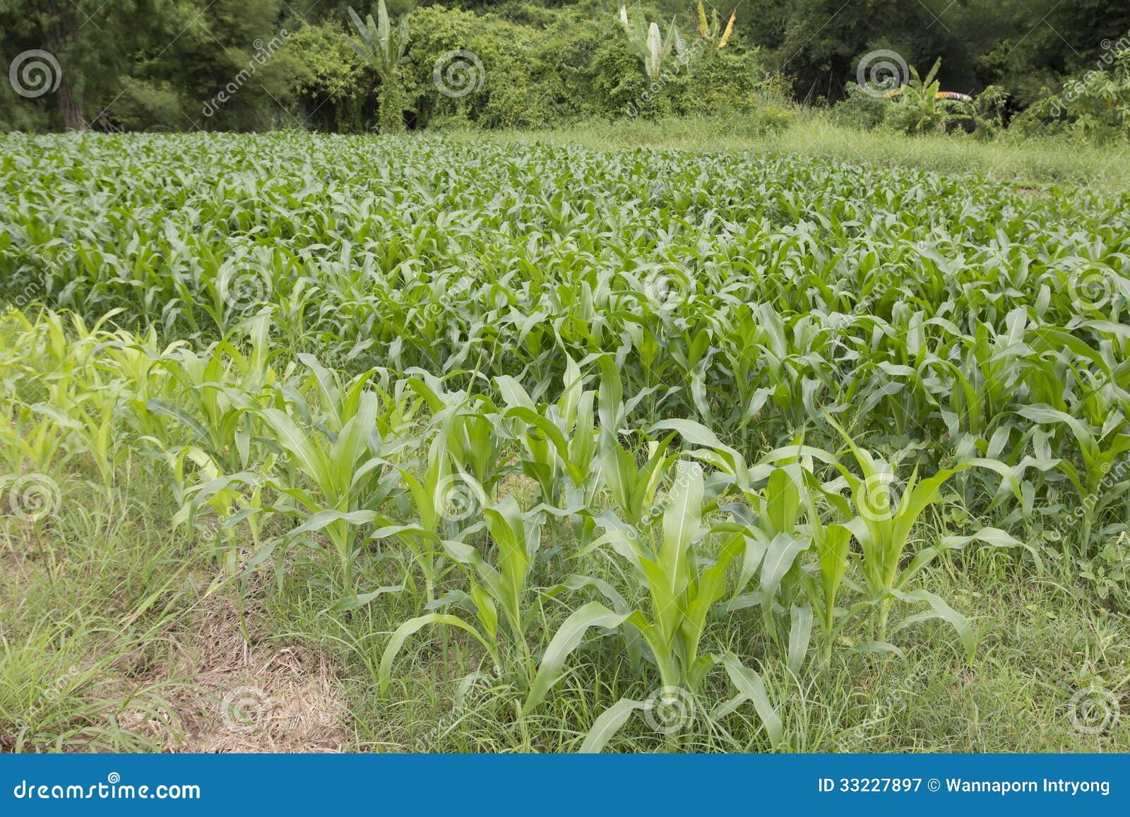Corn farm stock image. Image of vegetable, green, leaf - 33227897