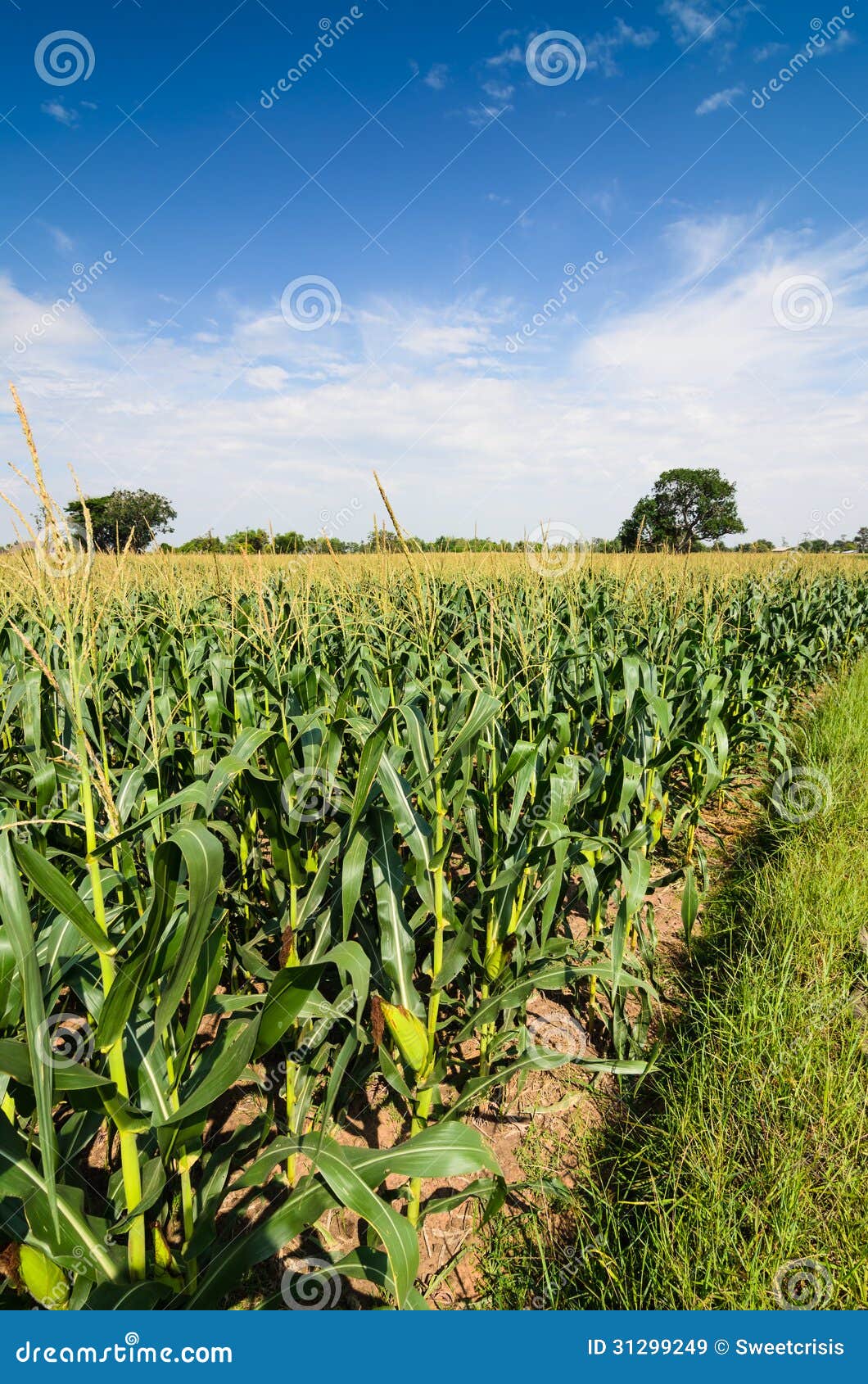 Corn farm stock image. Image of organic, corn, agriculture - 31299249