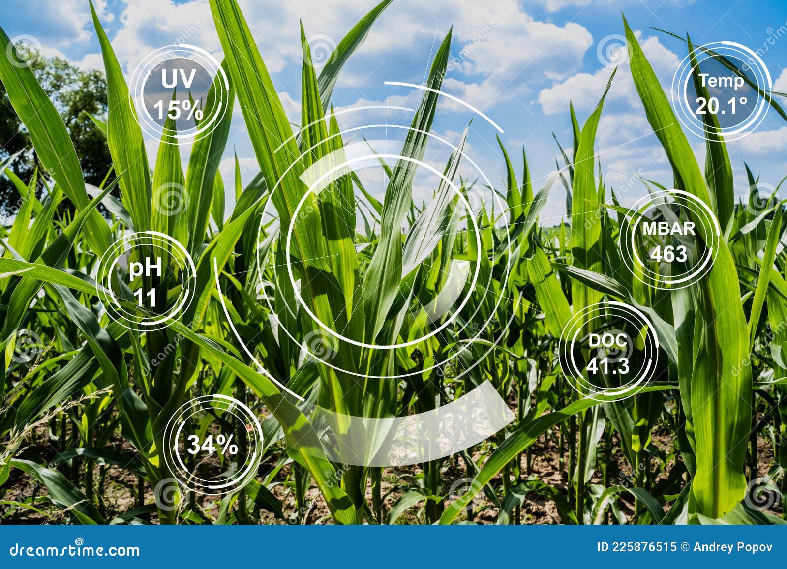 Corn Farm Smart Agriculture Technology Stock Image - Image of green ...
