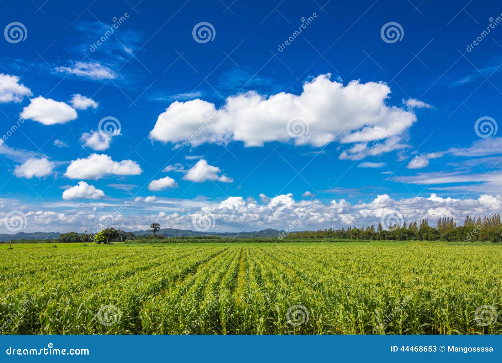 The Corn Farm in the Sunny Day Stock Image - Image of farm, cloud: 44468653