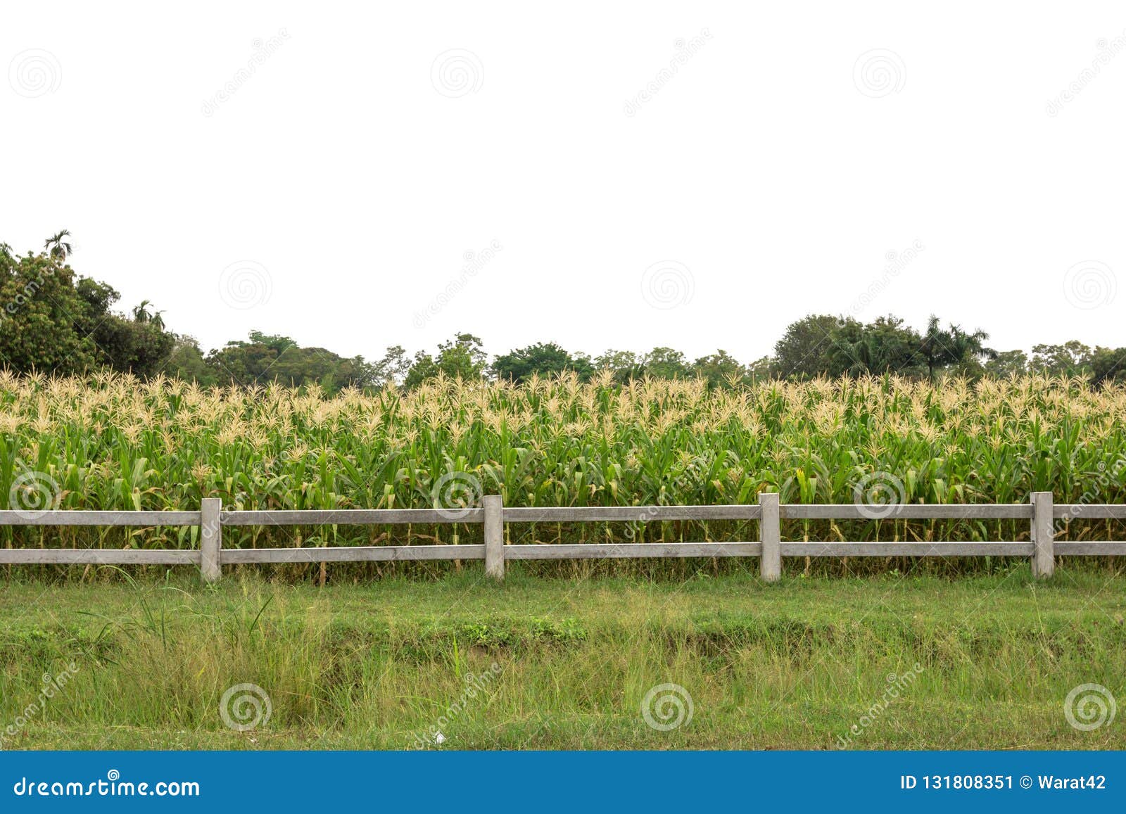 Corn Farm with Wooden Fence, on White Background Stock Image - Image of ...