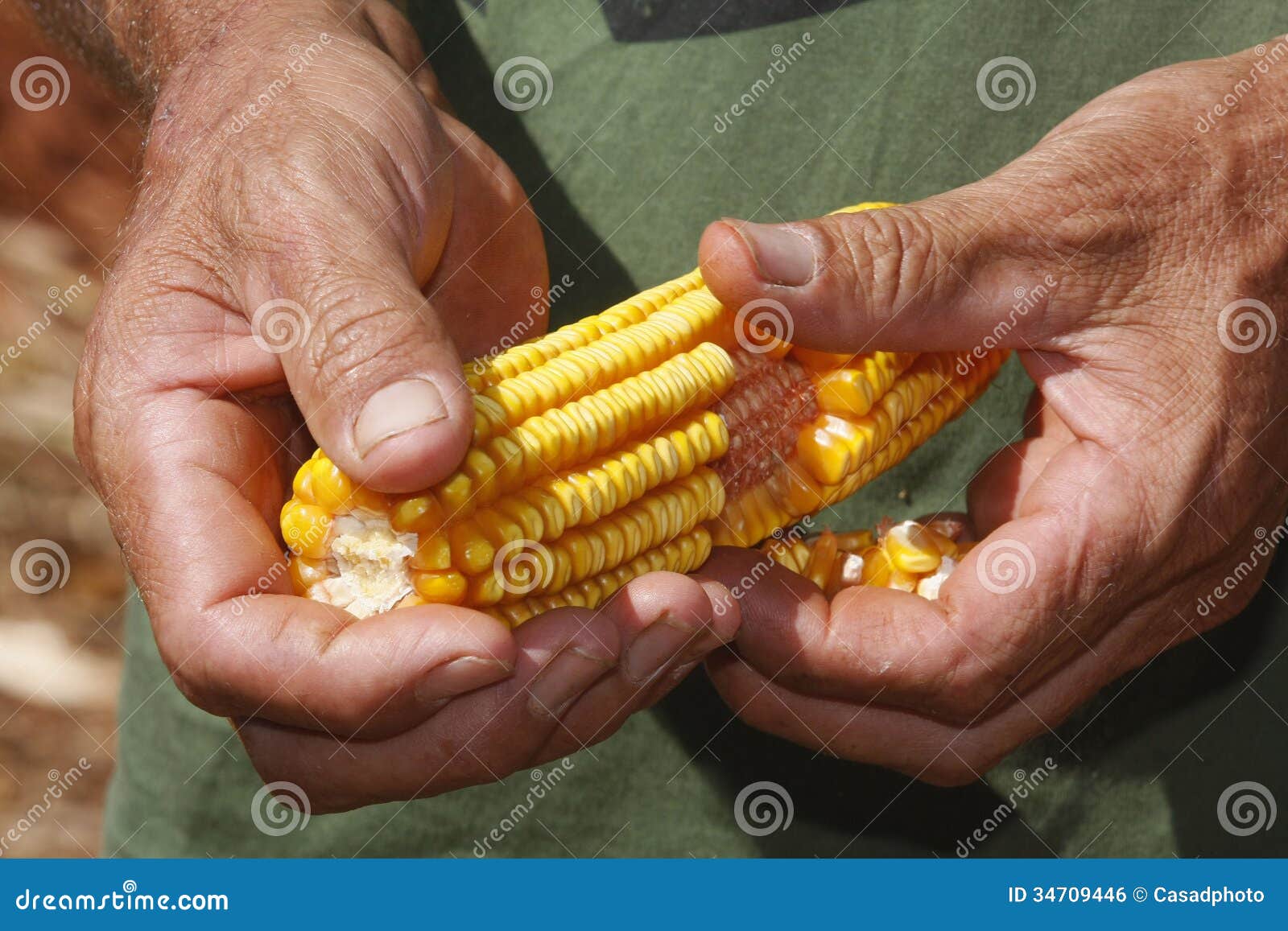 Corn in farmer hands stock photo. Image of farmer, healthy - 34709446