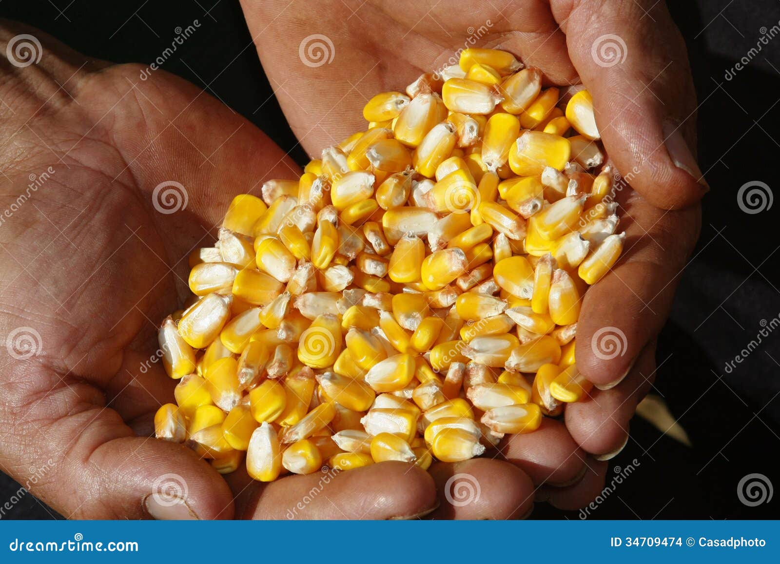 Corn in farmer hands stock photo. Image of golden, corn - 34709474