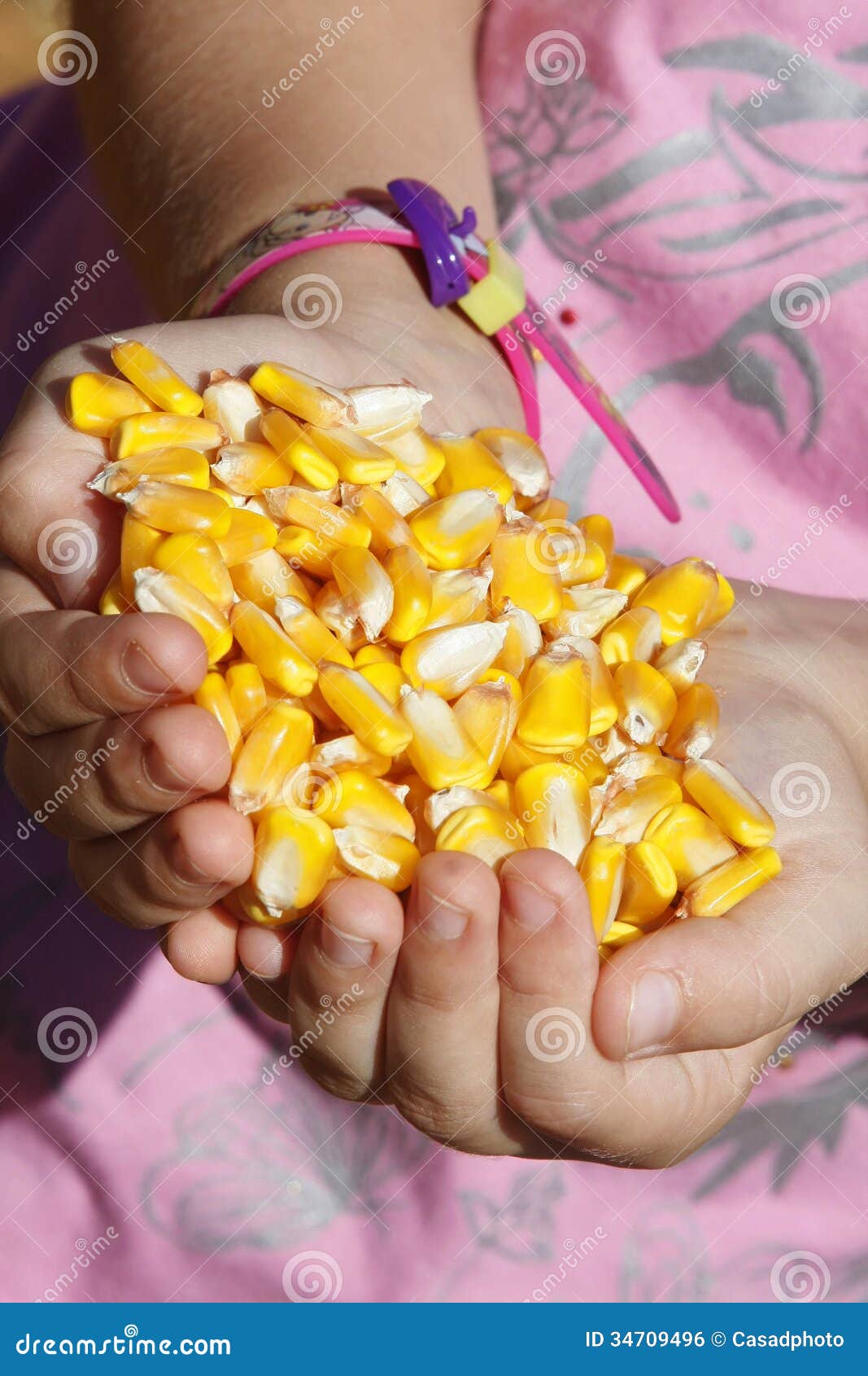 Corn in farmer hands stock photo. Image of rural, person - 34709496
