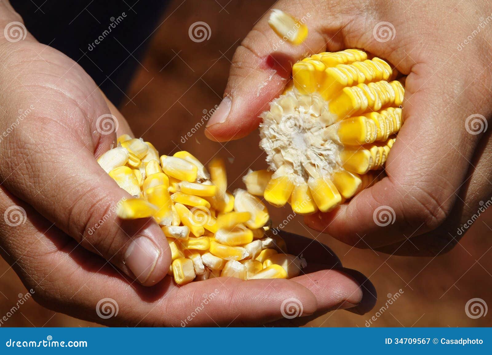 Corn in farmer hands stock image. Image of nutrition - 34709567