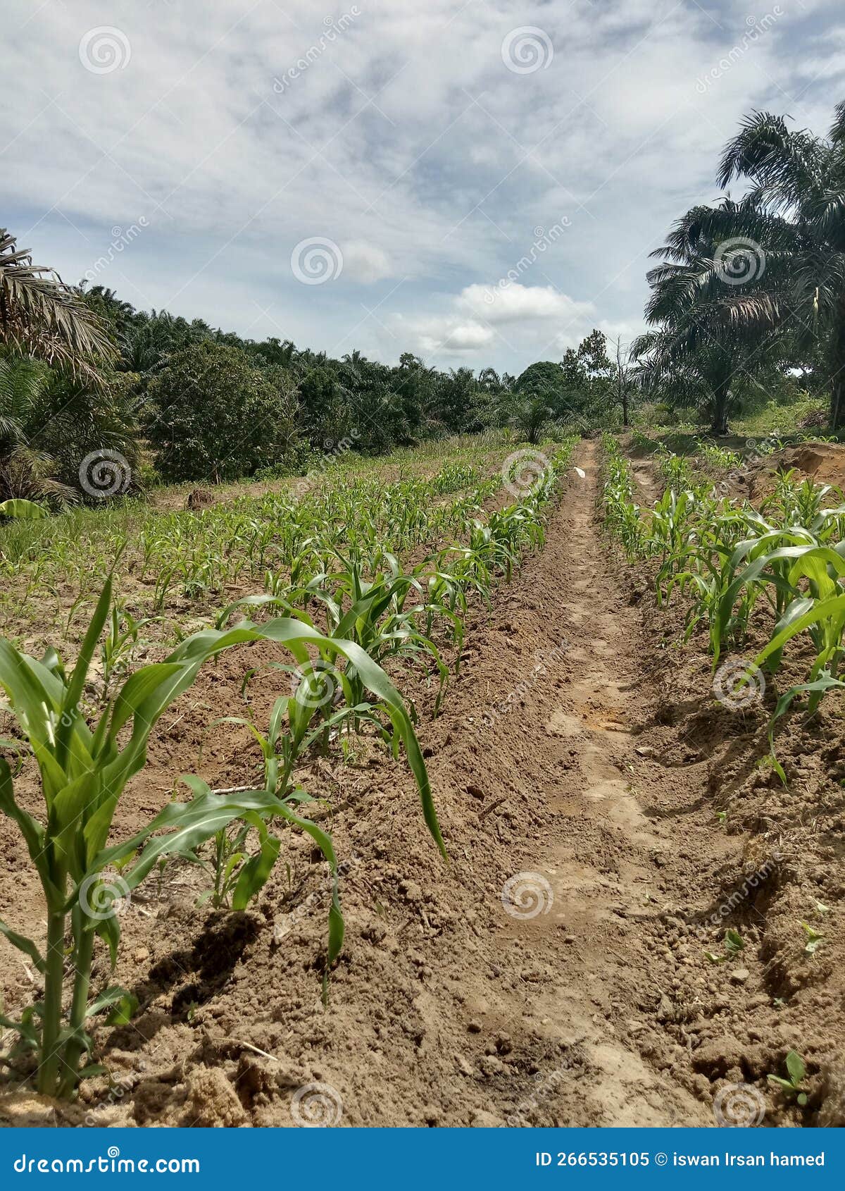 Corn Farmer Plantation on Asian Sloping Land Stock Image - Image of ...