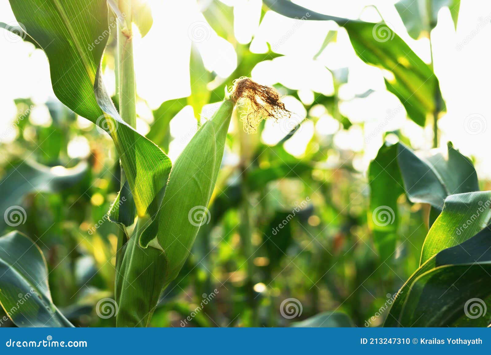 Corn in a Farmer S Field that Grows with Just a Little Sunshine Stock ...