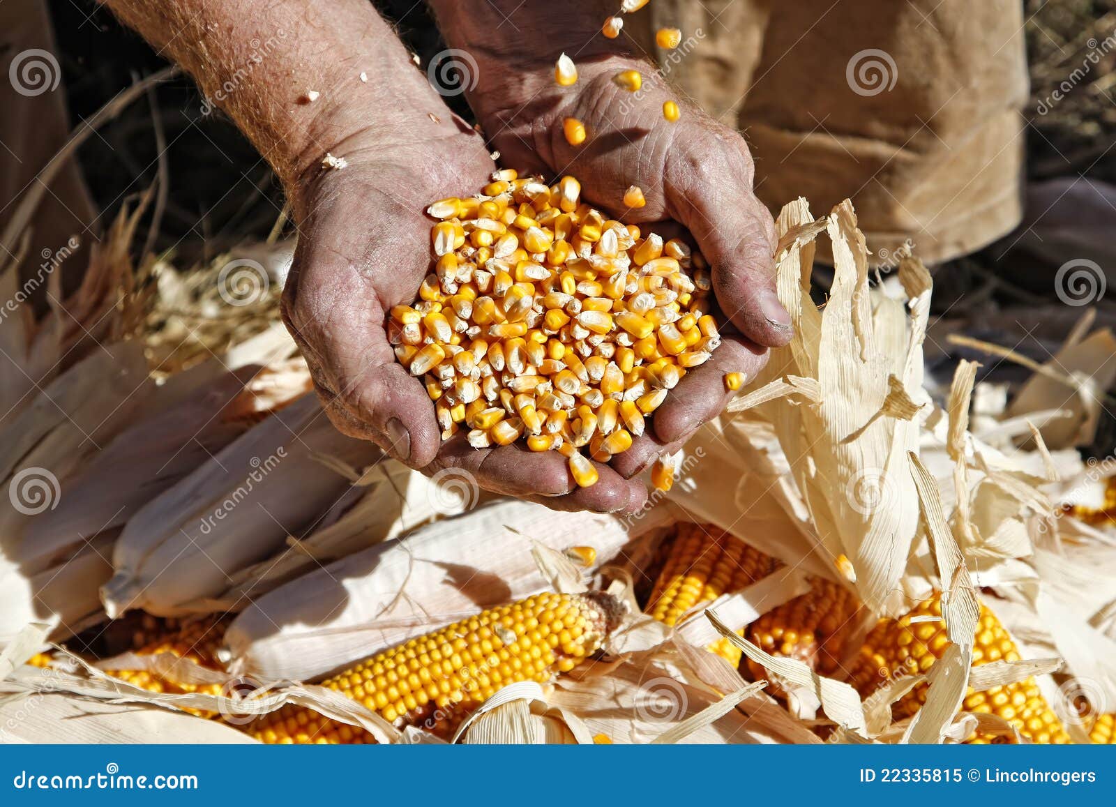 Corn in Farmer s Hands stock image. Image of feed, agriculture - 22335815