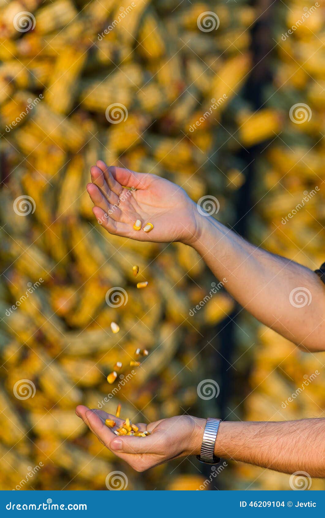 Corn in farmer s hands stock photo. Image of maze, finger - 46209104