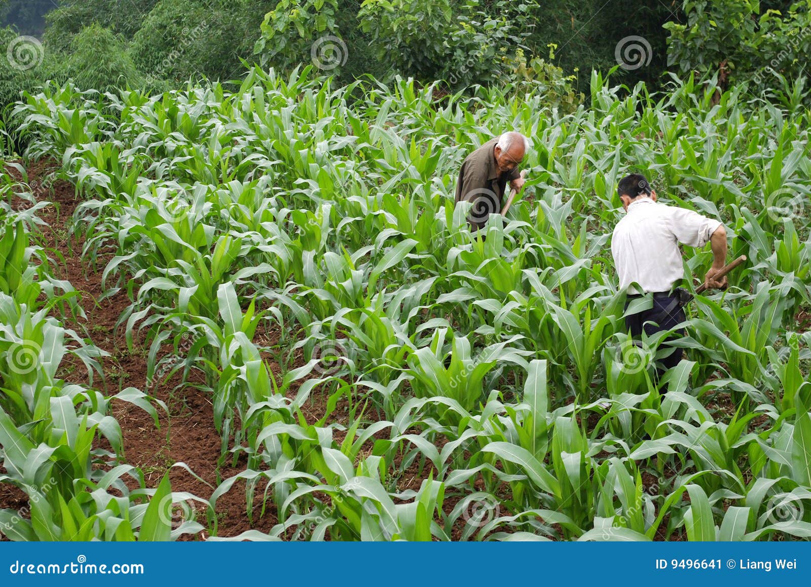 Corn farmers in the stock image. Image of young, like - 9496641