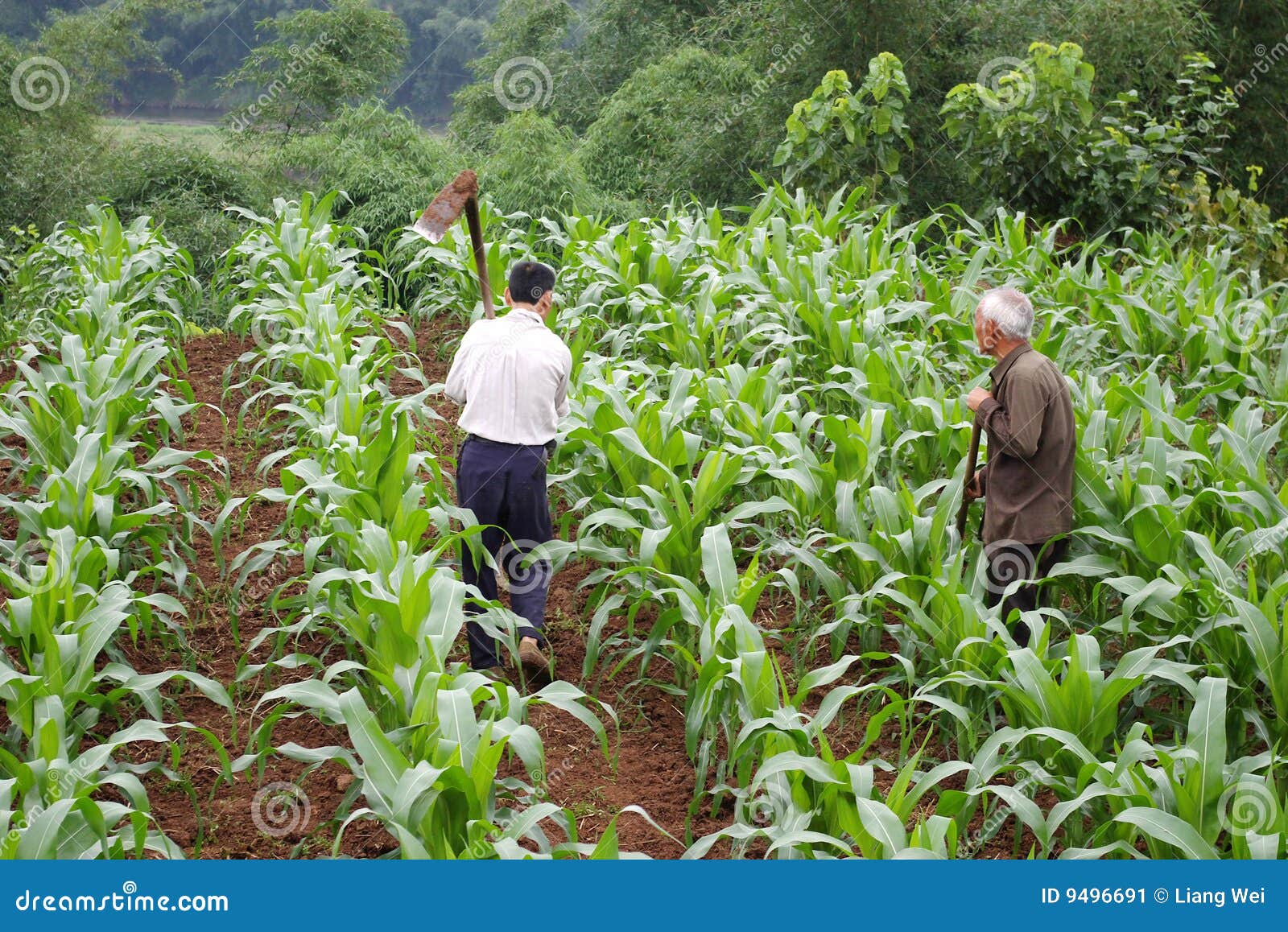 Corn farmers in the stock image. Image of harvest, travel - 9496691