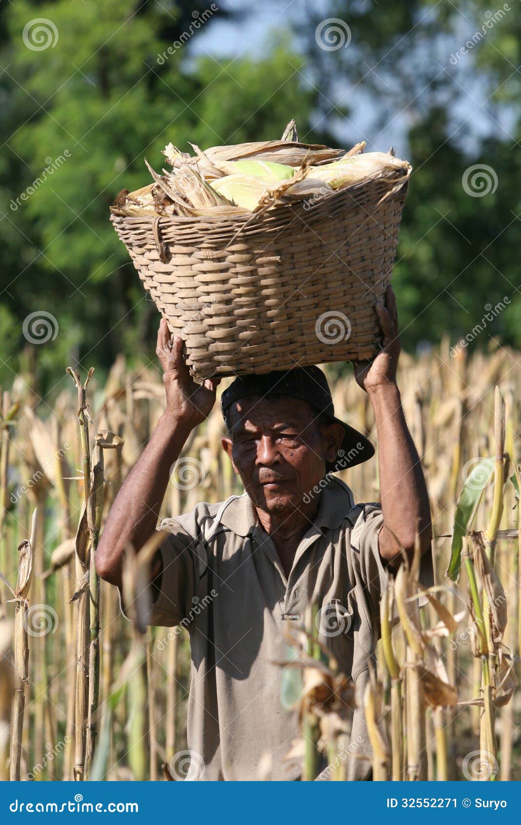 Corn editorial photo. Image of straw, crop, java, plant - 32552271