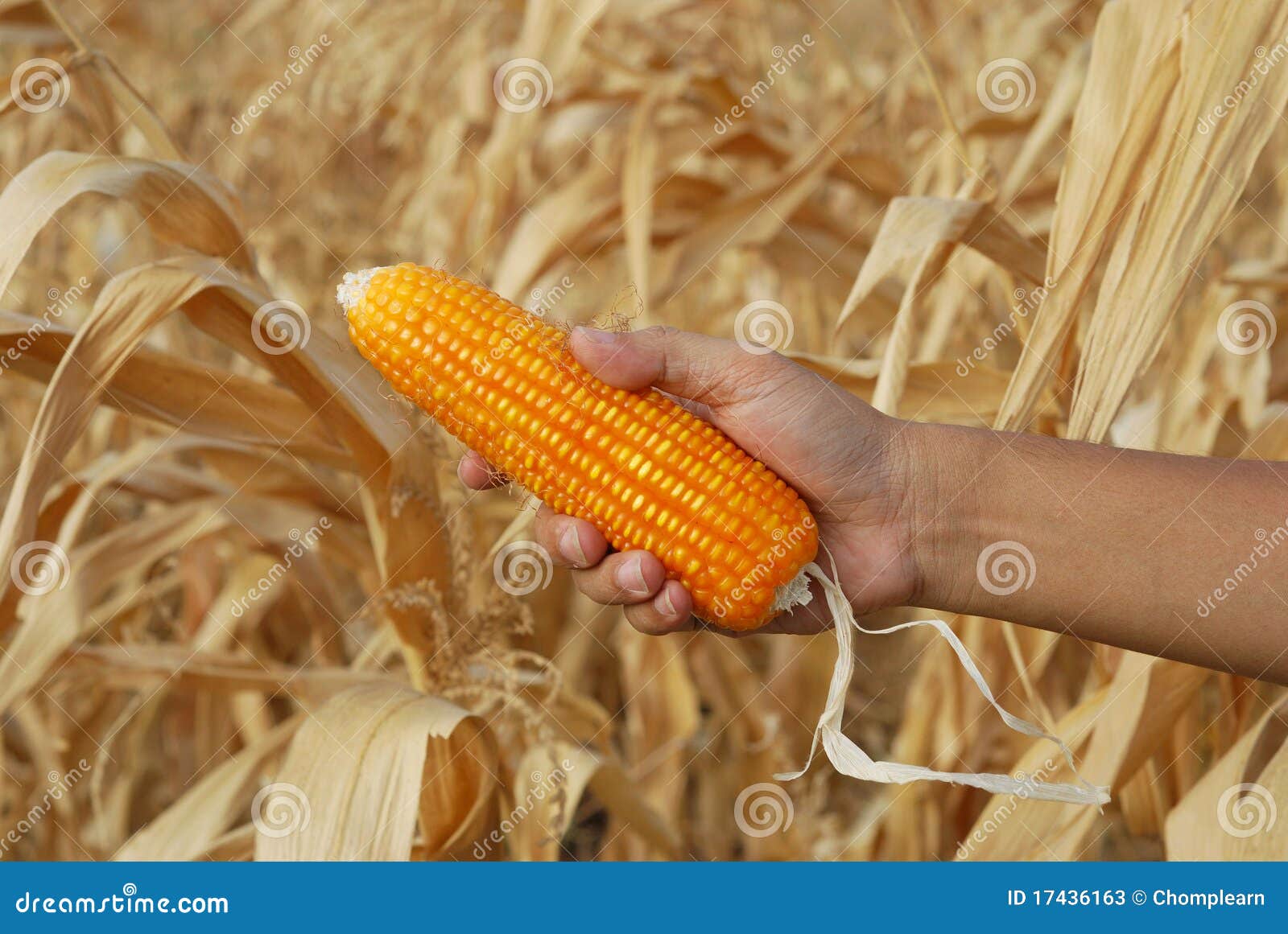 Corn in Farmers Hand stock image. Image of arid, environment - 17436163